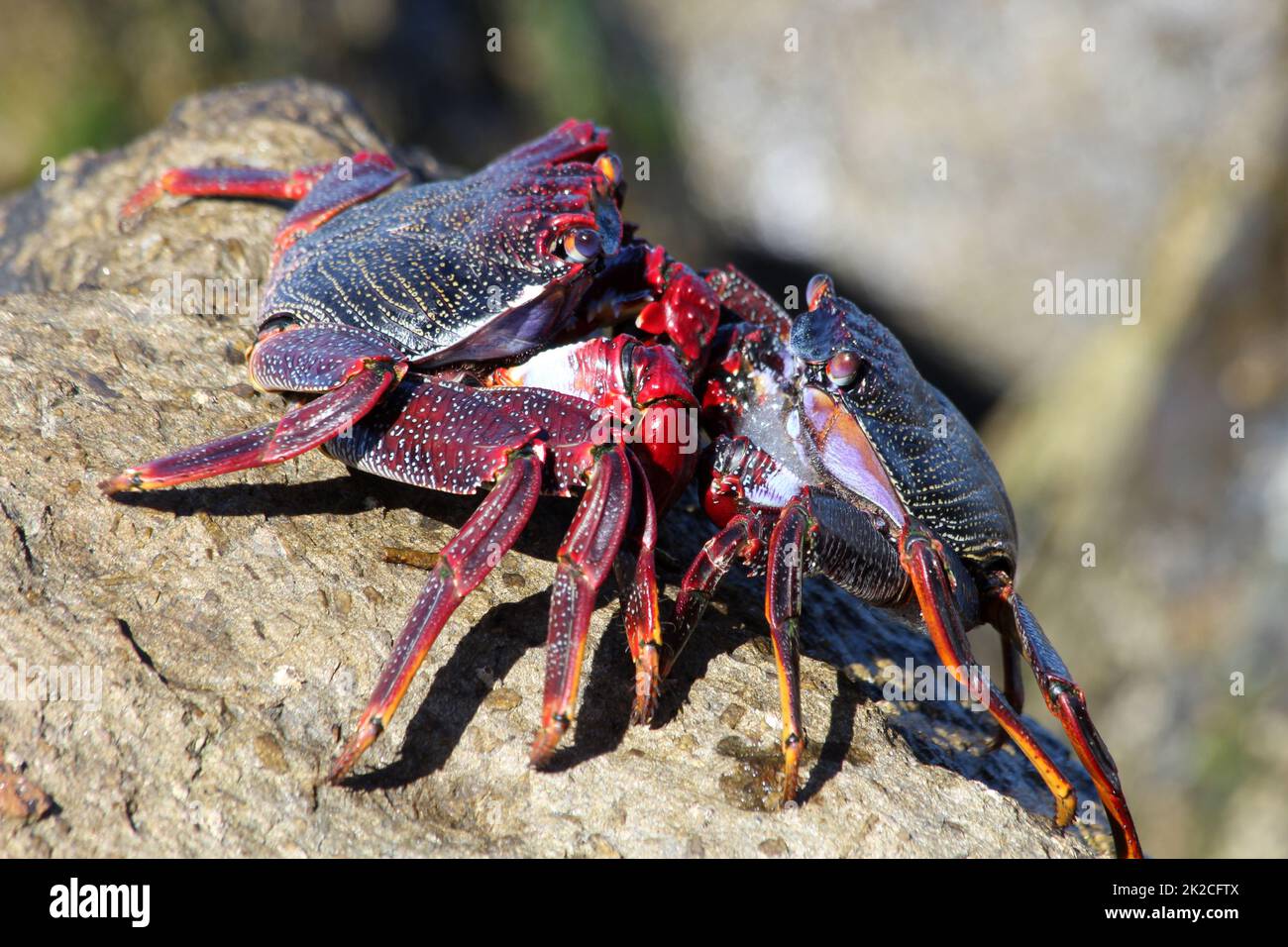 red rock crab Stock Photo - Alamy