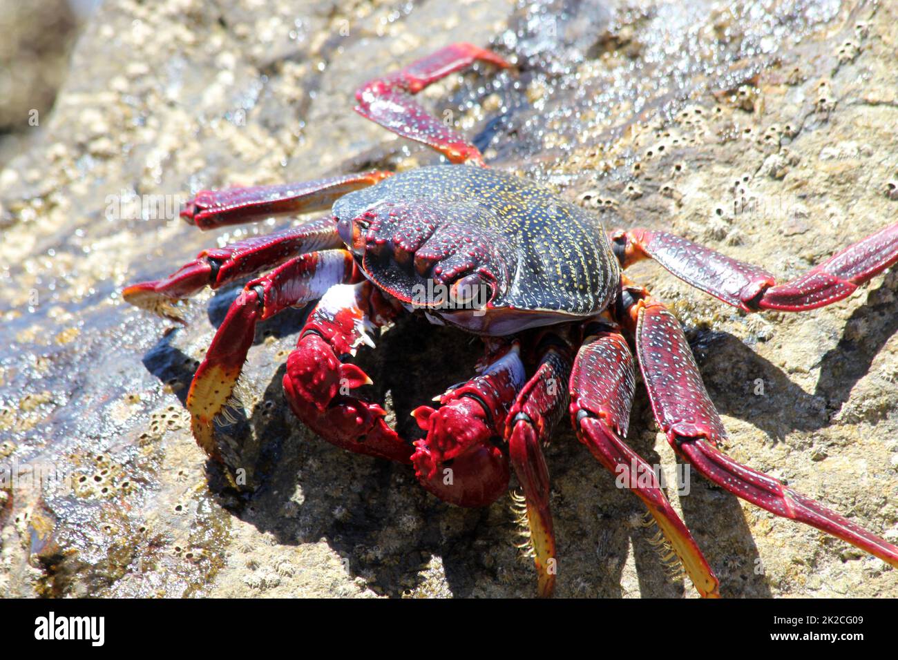 red rock crab Stock Photo - Alamy