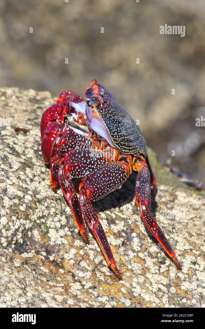 red rock crab Stock Photo - Alamy