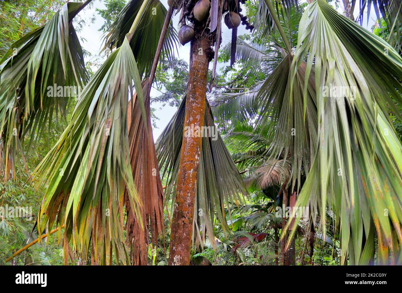 Beautiful palm trees at the white sand beach on the paradise islands ...