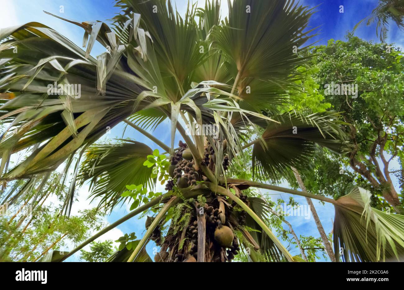 Beautiful palm trees at the white sand beach on the paradise islands ...