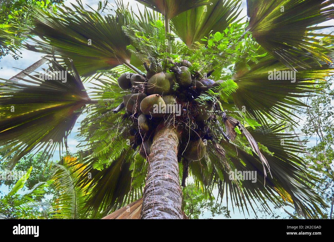Beautiful palm trees at the white sand beach on the paradise islands ...