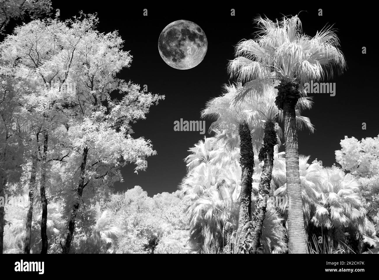 Full Moon Palm Lagoon in Infrared Stock Photo - Alamy