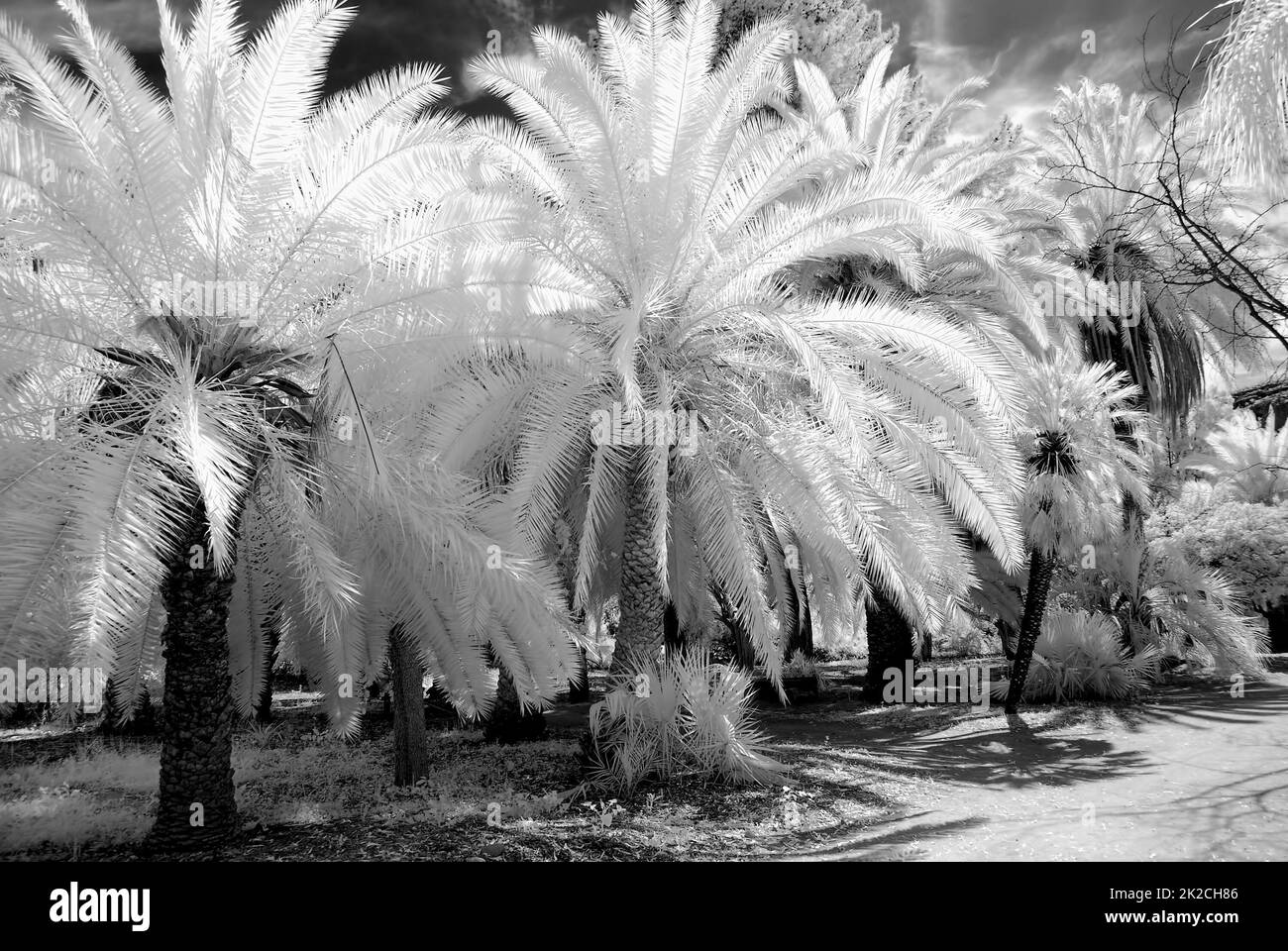 Grove of huge trees hi-res stock photography and images - Alamy