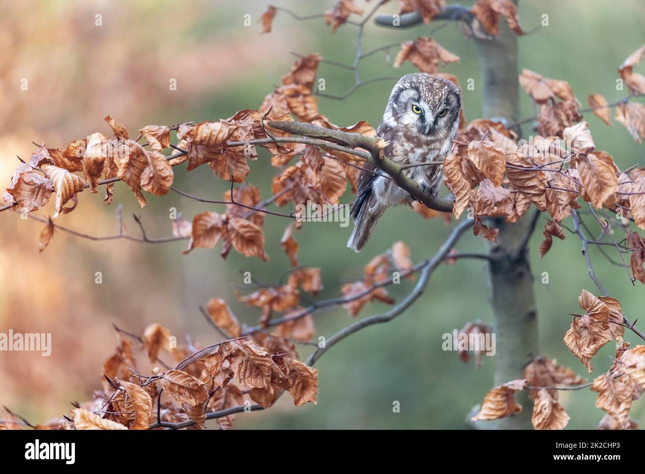 Cute boreal owl is sitting on the tree branch Stock Photo - Alamy