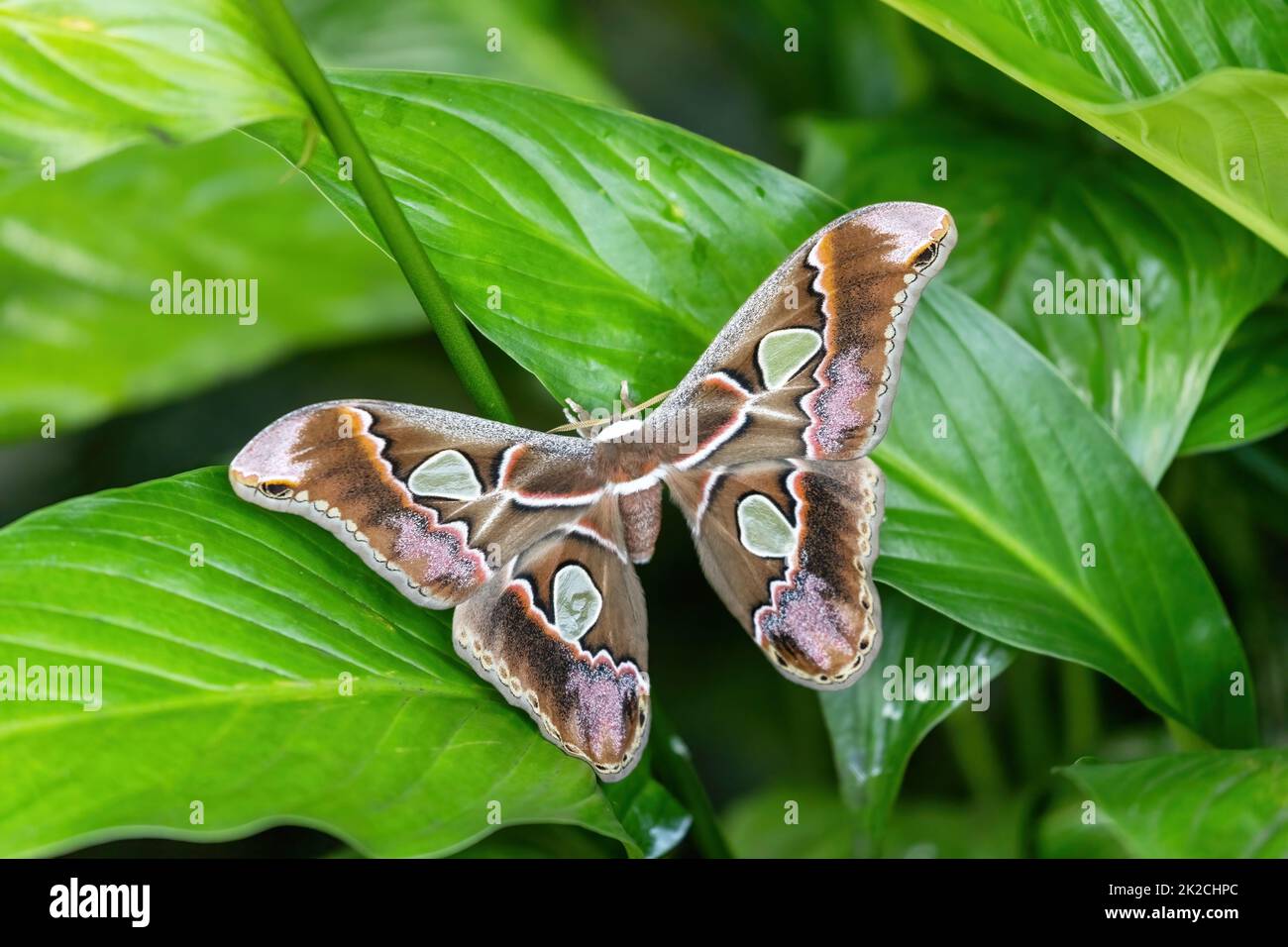 Colorful Giant Atlas Moth (Attacus atlas) on a green leaf Stock Photo ...