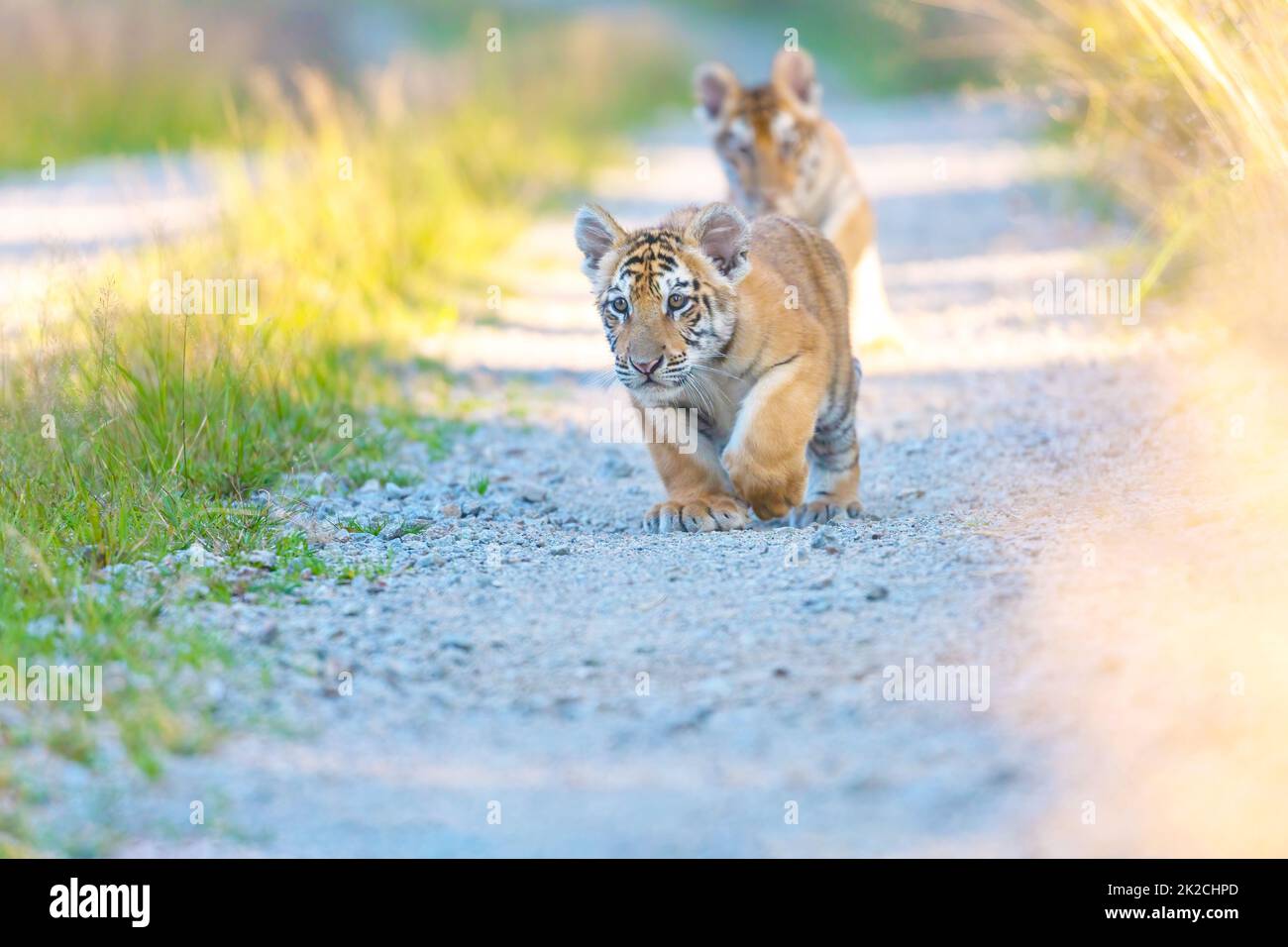 Pair of Bengal tiger cubs on a walk behind each other closeup Stock ...