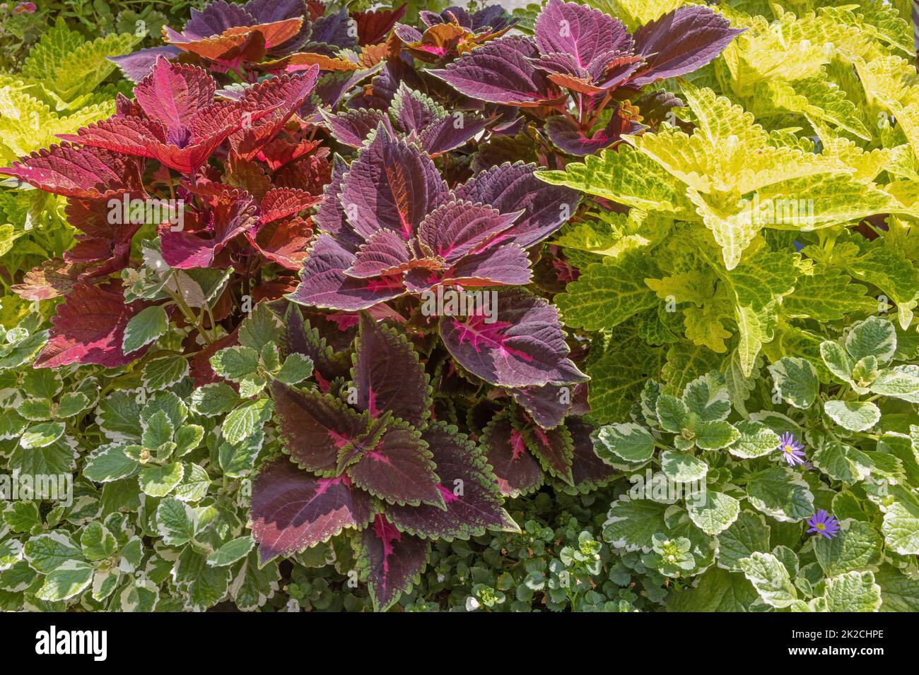Coleus red plant hi-res stock photography and images - Alamy