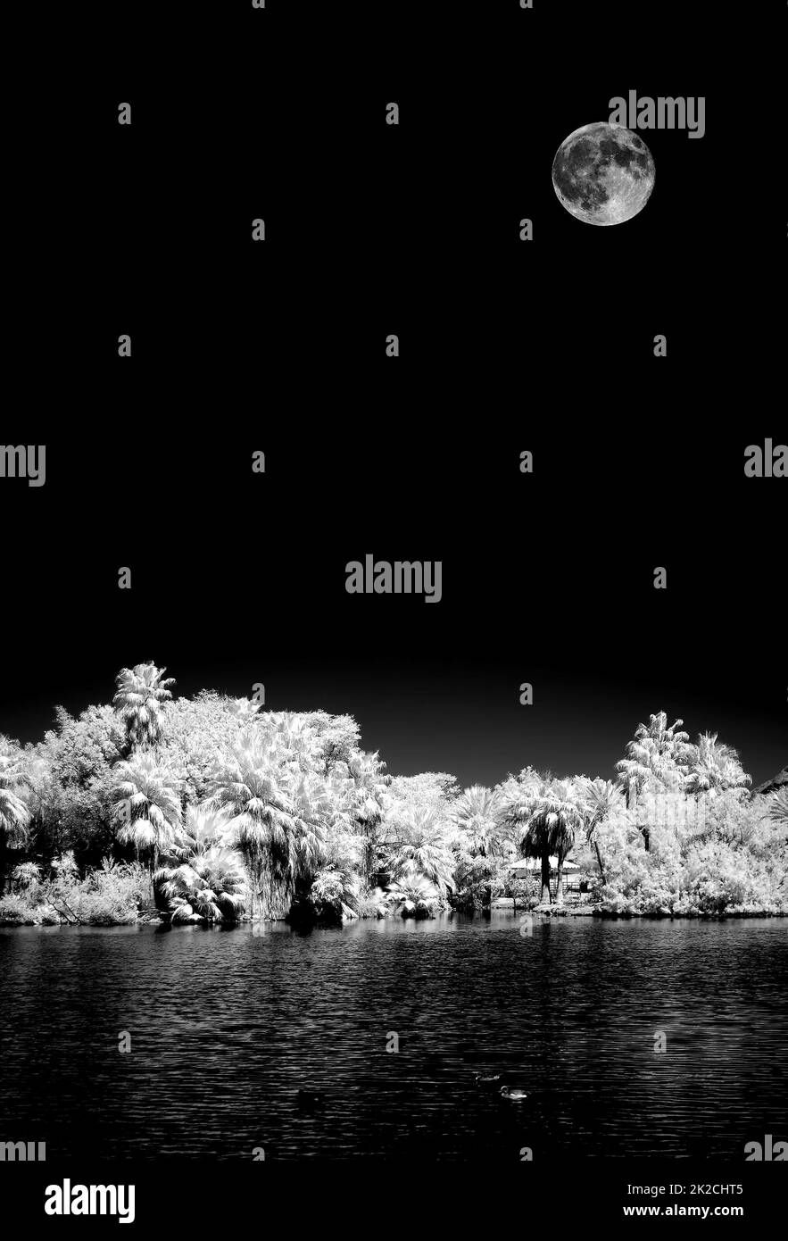 Moon rise in Palm Lagoon in Infrared Stock Photo - Alamy