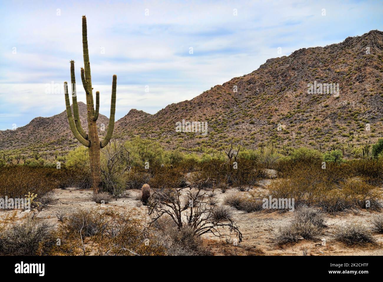 Sonora Desert Arizona San Tan Mountains Stock Photo - Alamy