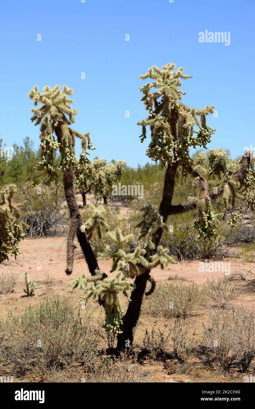 Cholla cactus Sonora Desert Arizona USA Stock Photo - Alamy