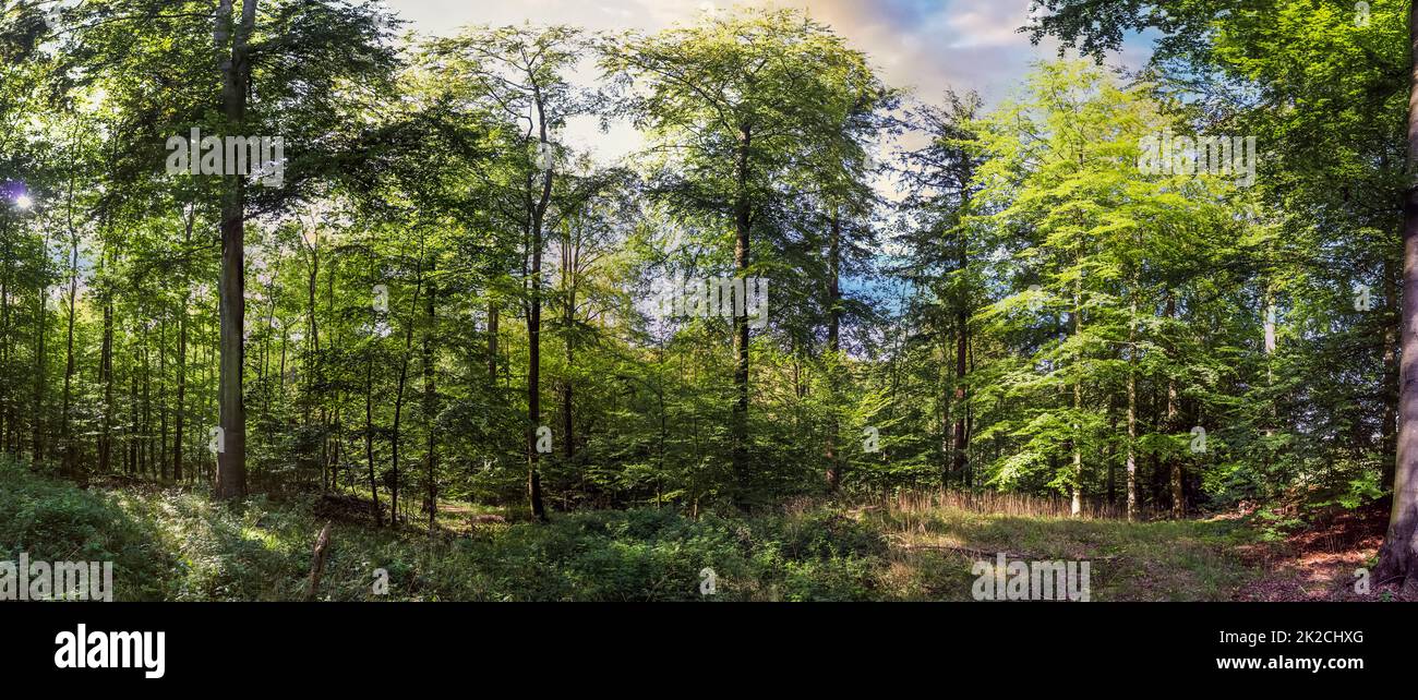 Beautiful view into a dense green forest with bright sunlight casting ...