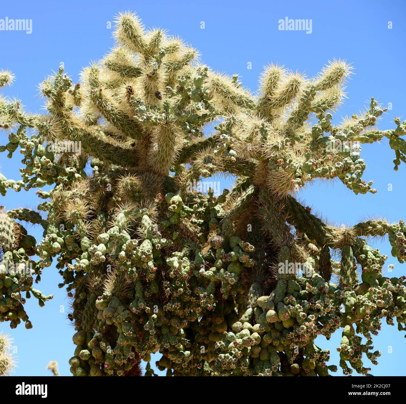 Cholla cactus Sonora Desert Arizona Stock Photo - Alamy