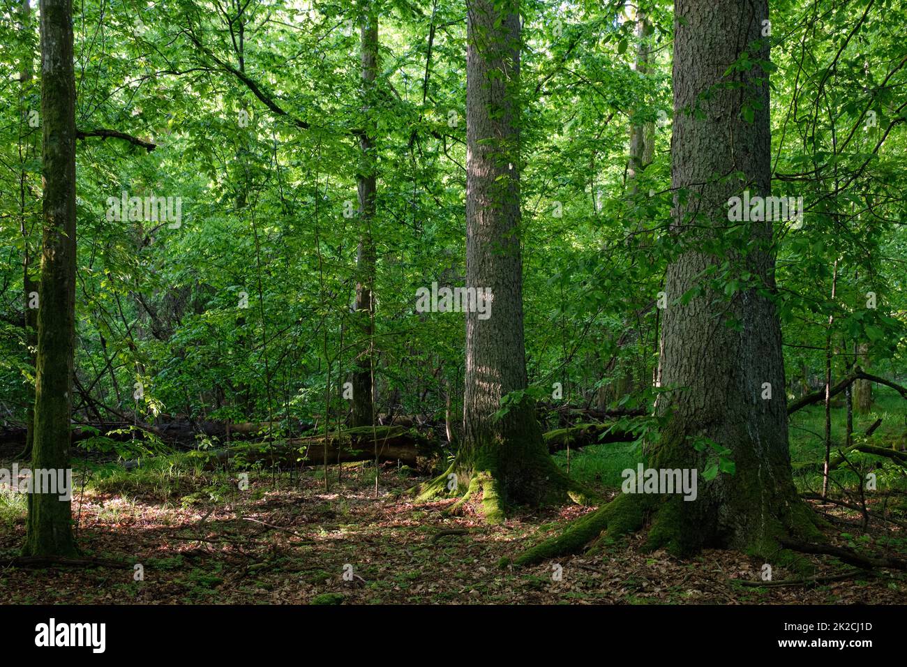 Entering fog hi-res stock photography and images - Alamy