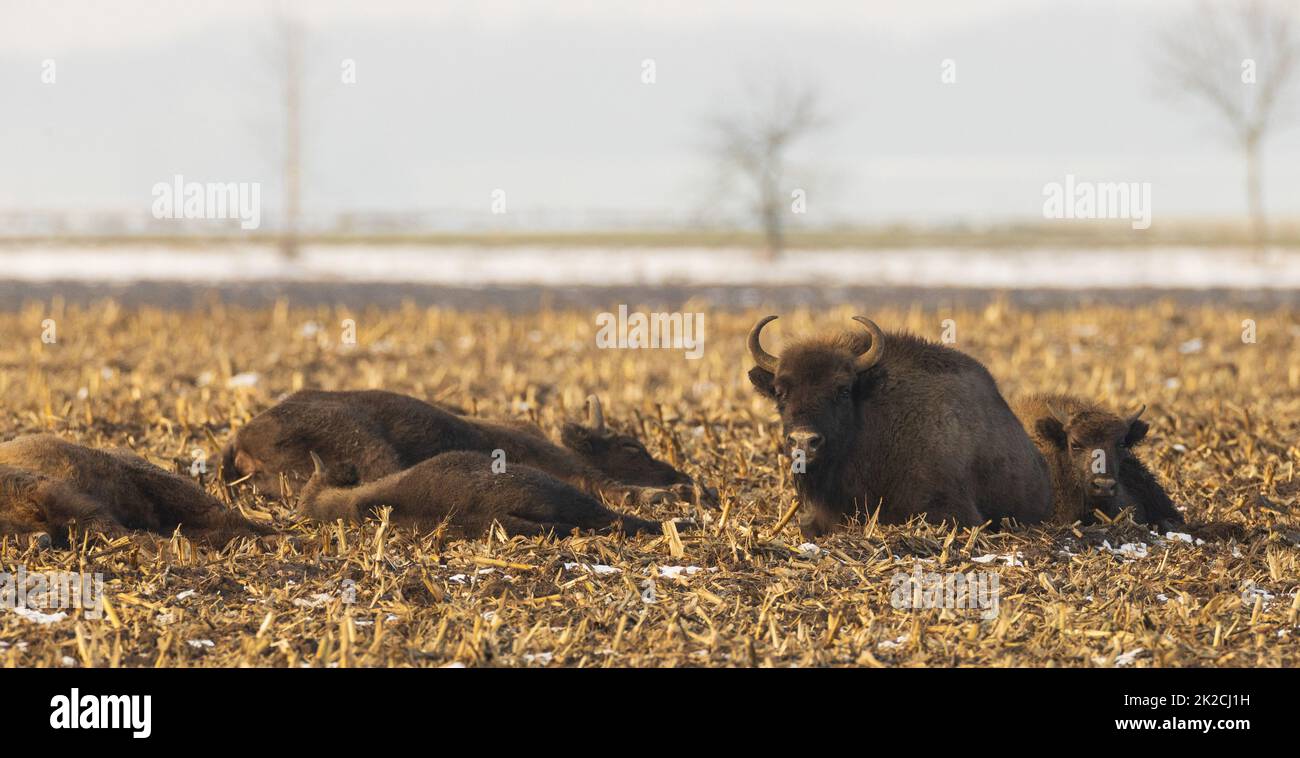 European bison bison bonasus bialowieza forest hi-res stock photography ...