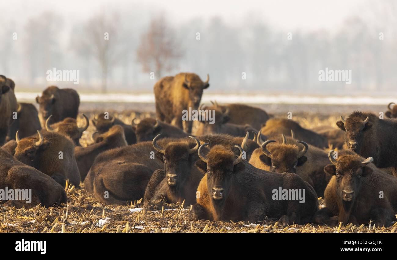 Bison herd bonasus hi-res stock photography and images - Alamy