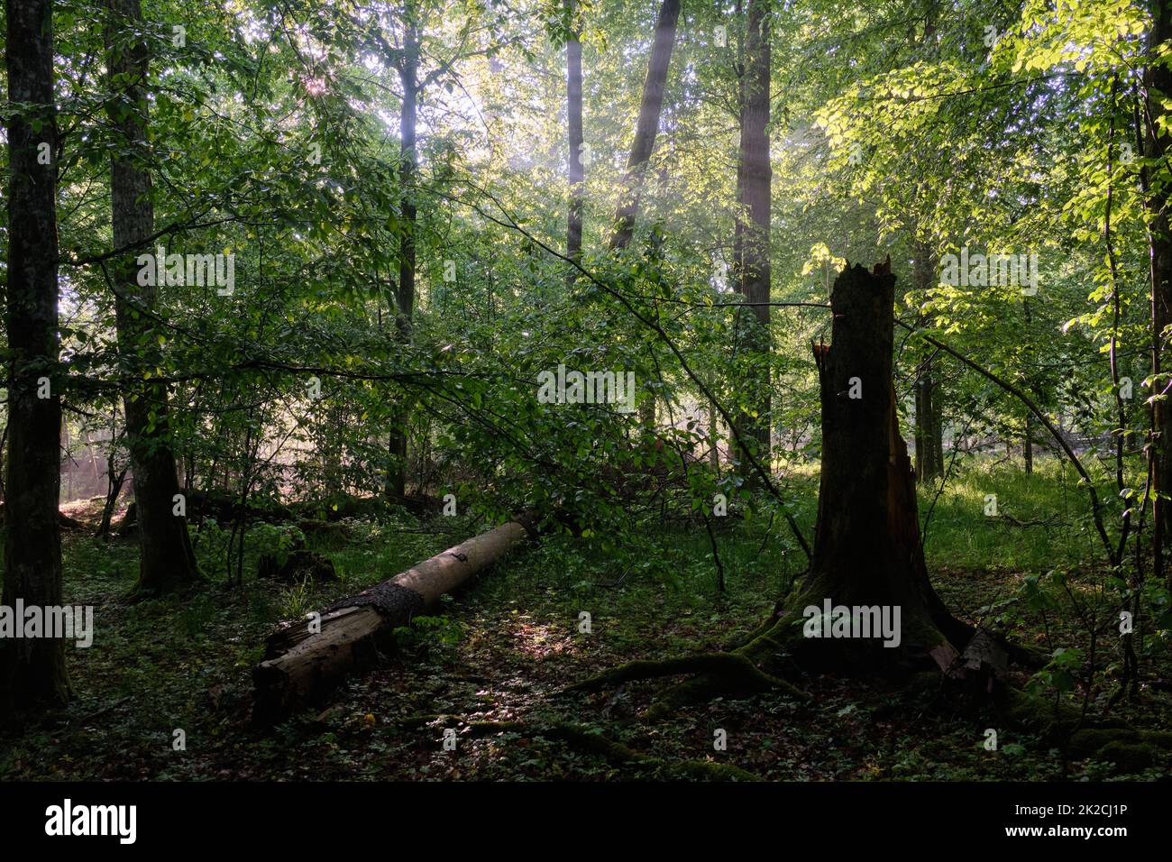 Springtime deciduous tree stand with hornbeams and oaks Stock Photo - Alamy