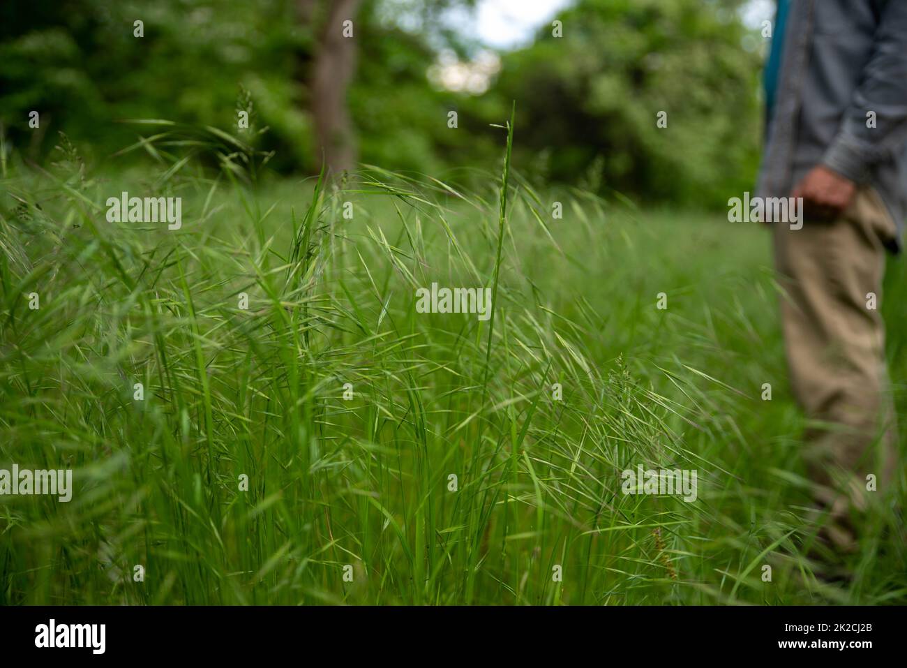 Abstract soft grass texture nature background with defocused man Stock ...