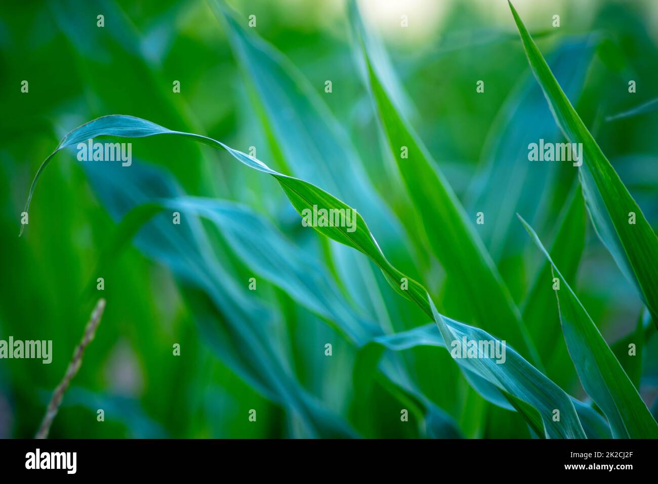 Closeup of green corn stalk leaves in an agricultural field Stock Photo ...