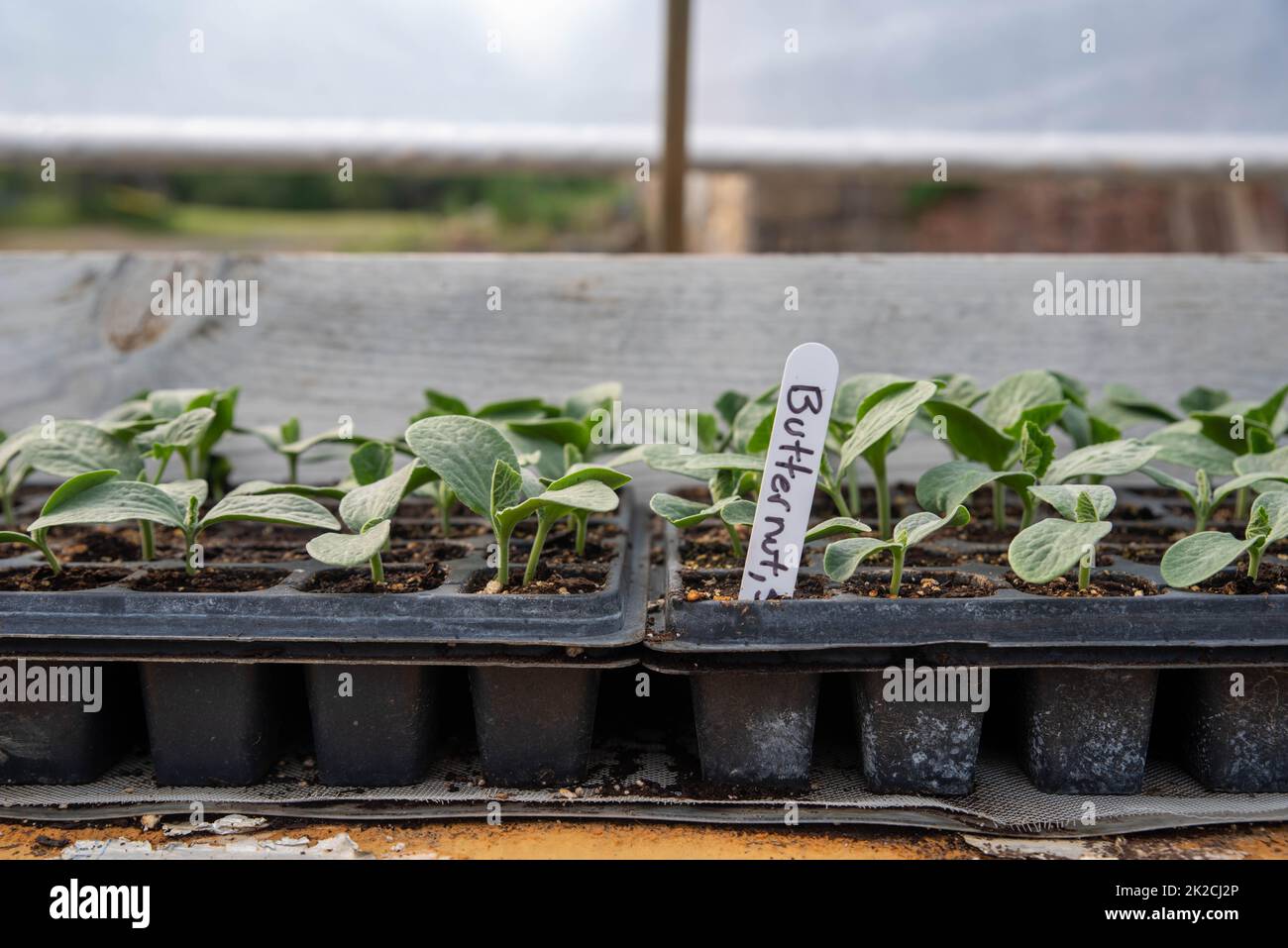 Winter squash seedlings hi-res stock photography and images - Alamy