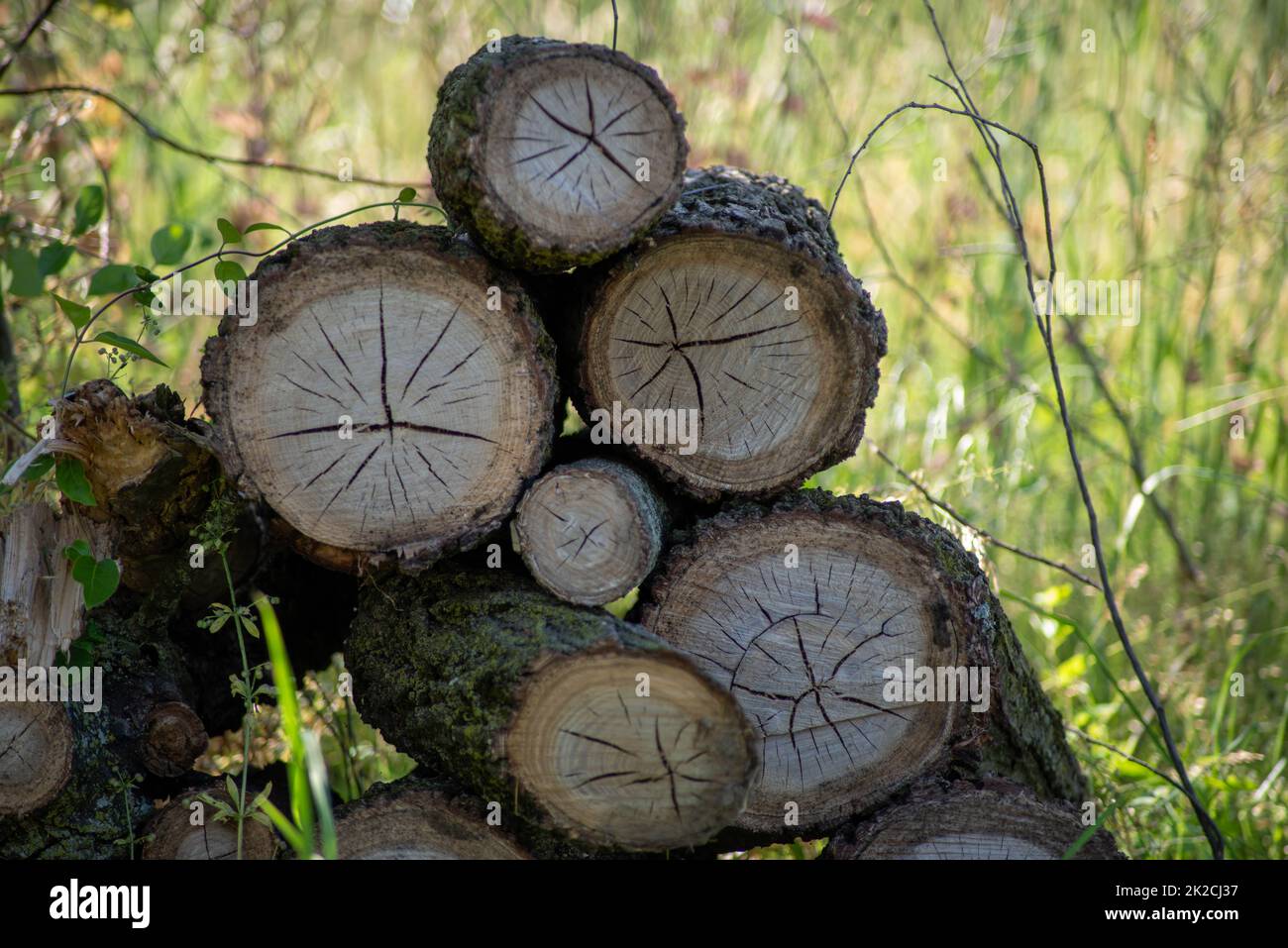 Closeup pile logs showing hi-res stock photography and images - Alamy