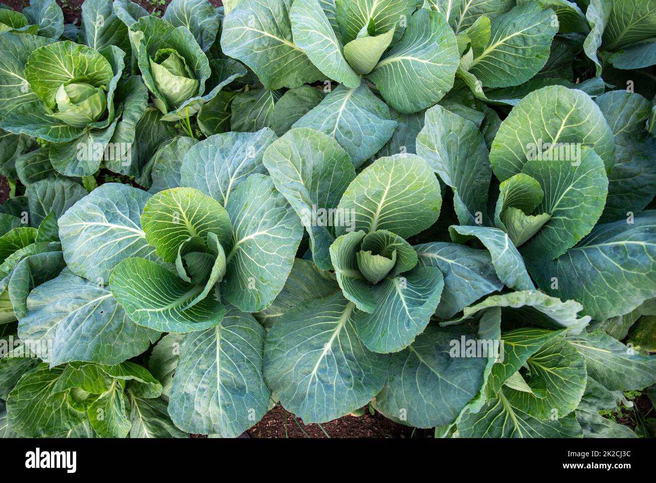 High angle view of green cabbage plants in an organic garden Stock ...