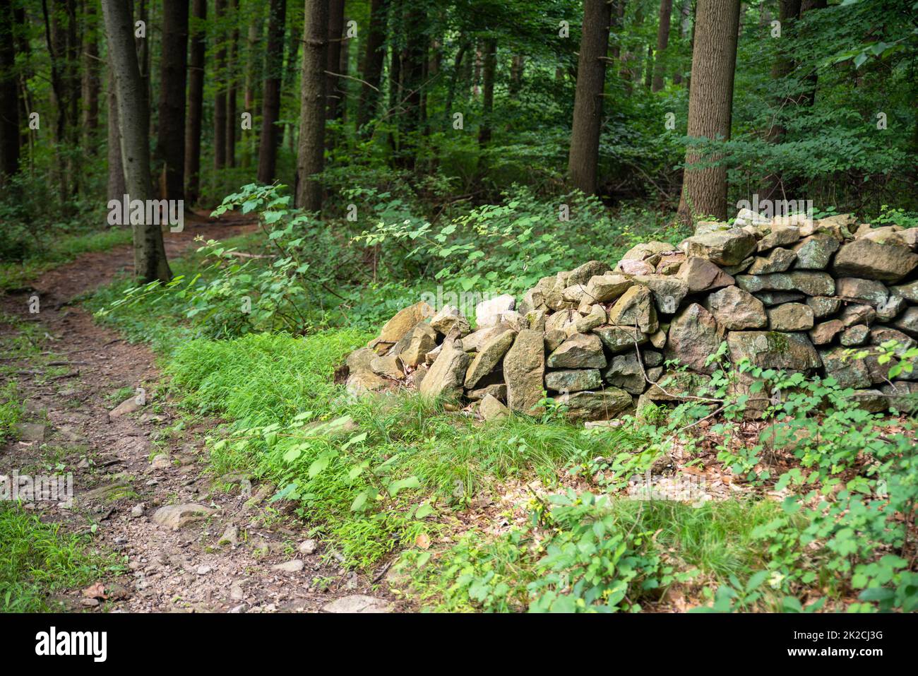 Crumbled stone wall in the woods along a lush green hiking trail Stock ...