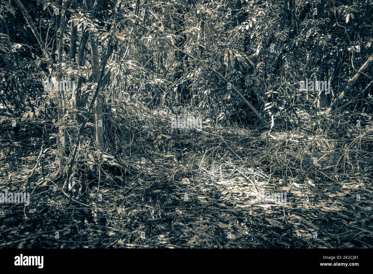 Tropical forest marine life in pond sump water nature Mexico Stock ...