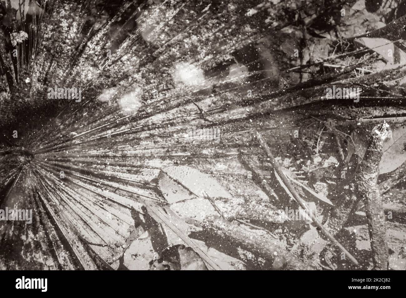 Texture palm tree foliage in pond sump water nature Mexico Stock Photo ...