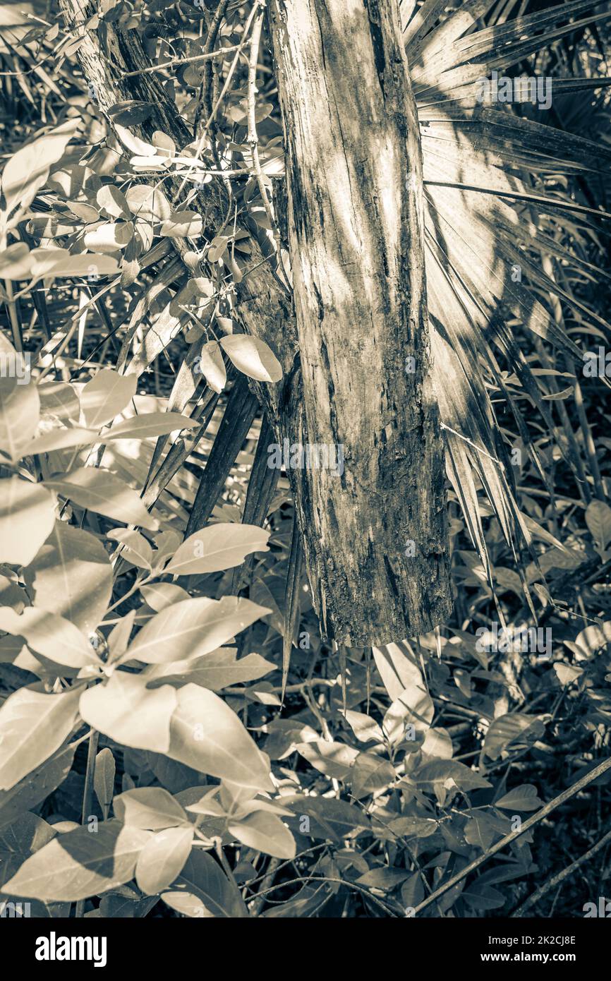 Hanging sawed off tree without trunk tropical jungle Mexico Stock Photo ...
