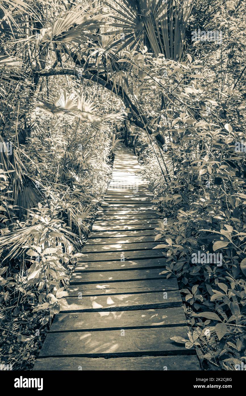 Tropical jungle plants trees wooden walking trails Sian Kaan Mexico ...