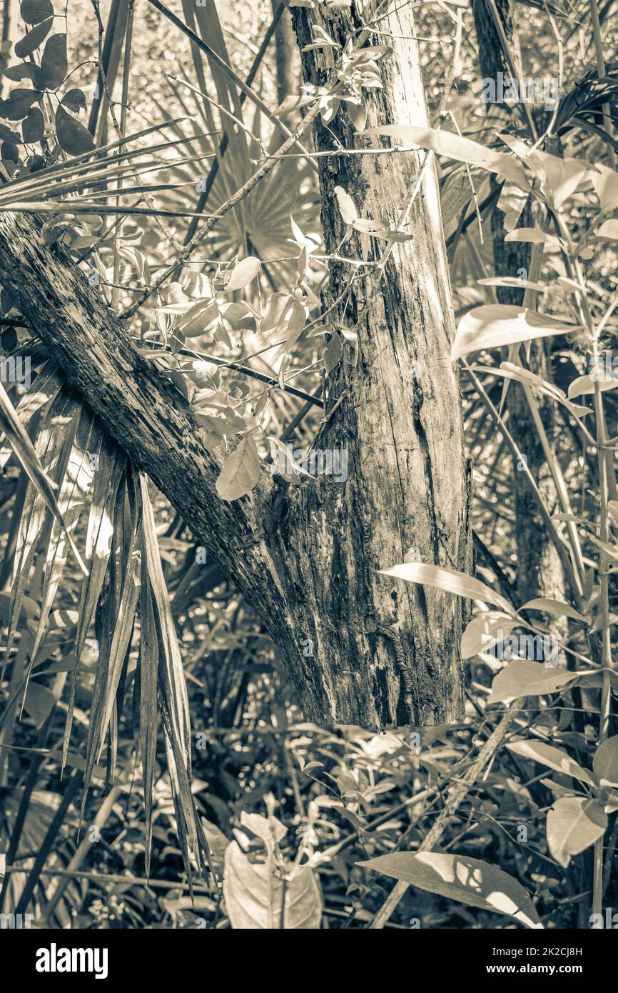 Hanging sawed off tree without trunk tropical jungle Mexico Stock Photo ...