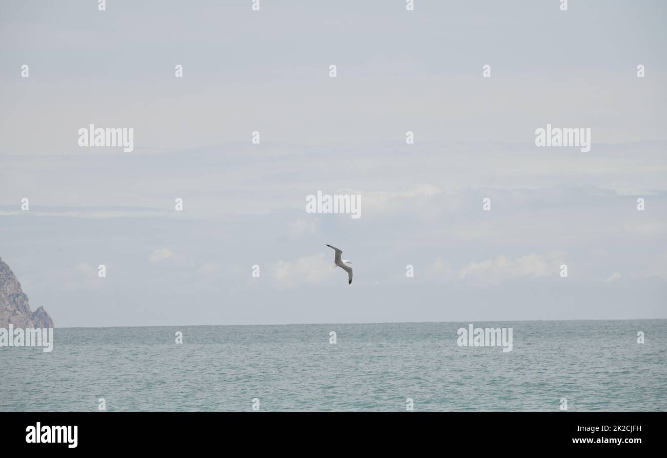 seagulls in the Spanish sky, Alicante Province, Costa Blanca, Spain ...