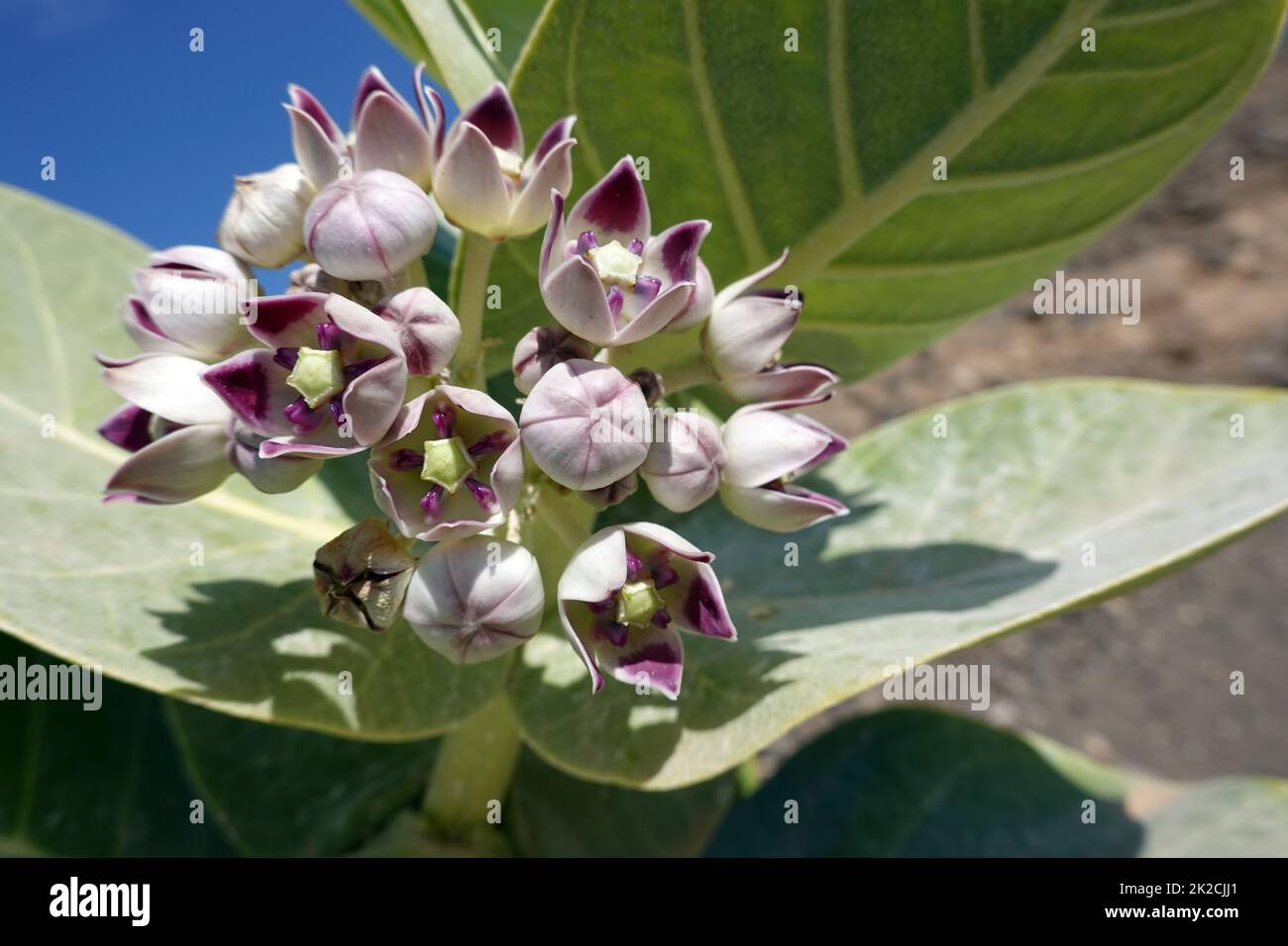 Oscher (Calotropis procera, Syn.Asclepias procera, Asclepias gigantea ...