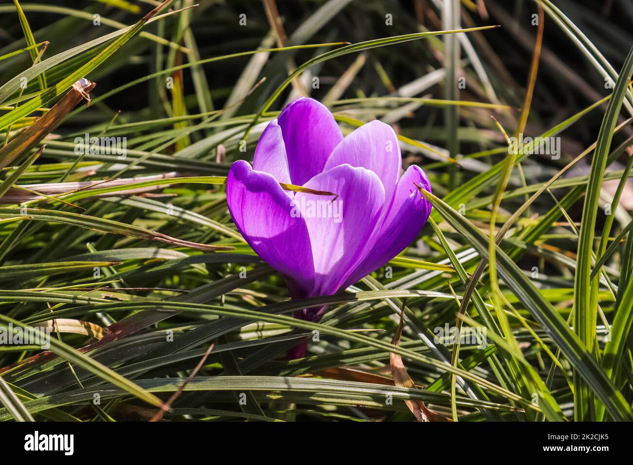 A single purple crocus flowers between green grass. View at magic ...