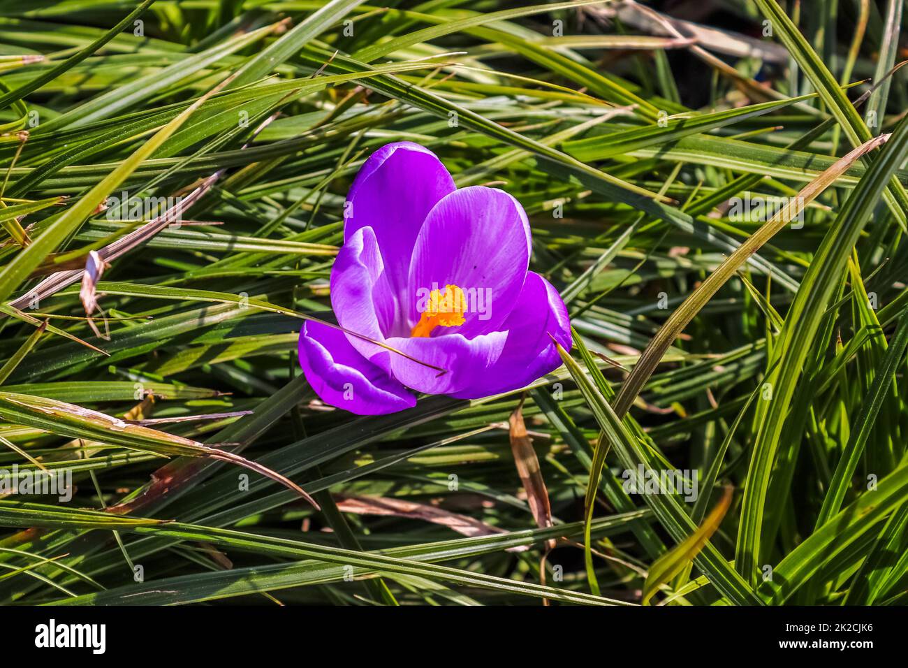 A single purple crocus flowers between green grass. View at magic ...