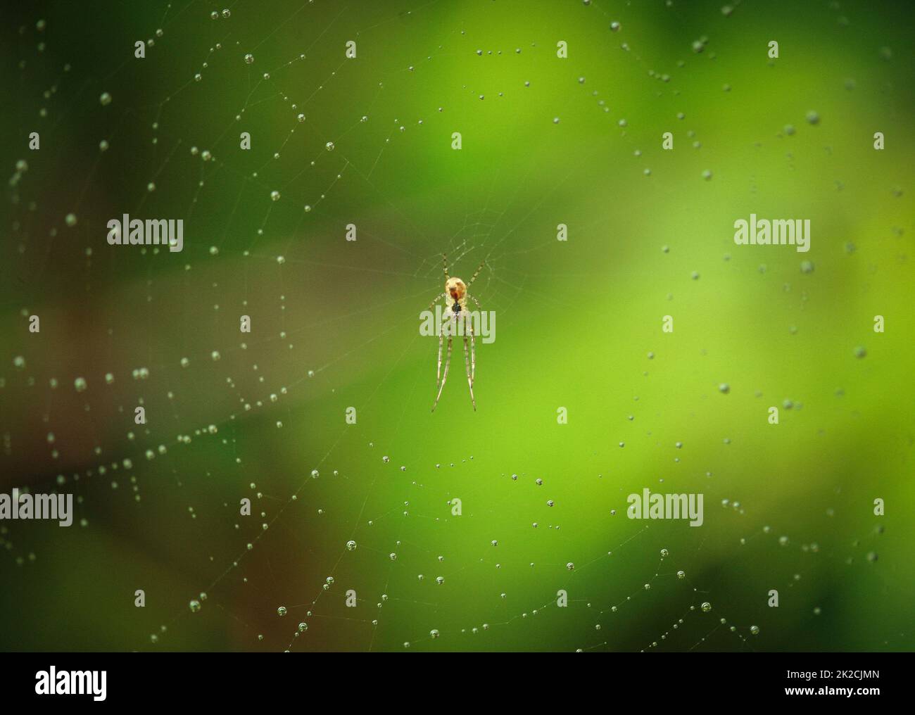 Cross spider in web Stock Photo - Alamy