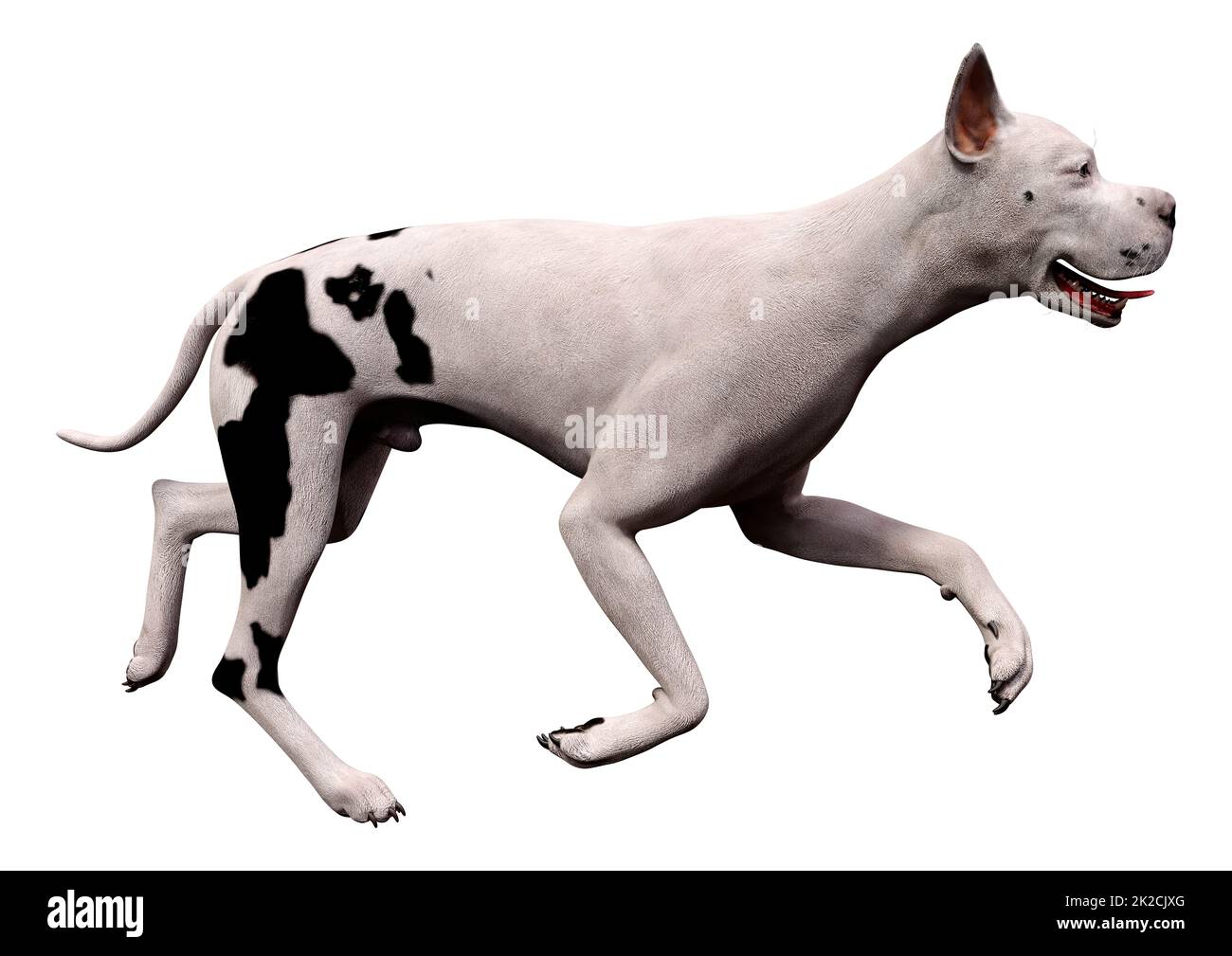 3D Rendering Grat Dane Dog on White Stock Photo - Alamy