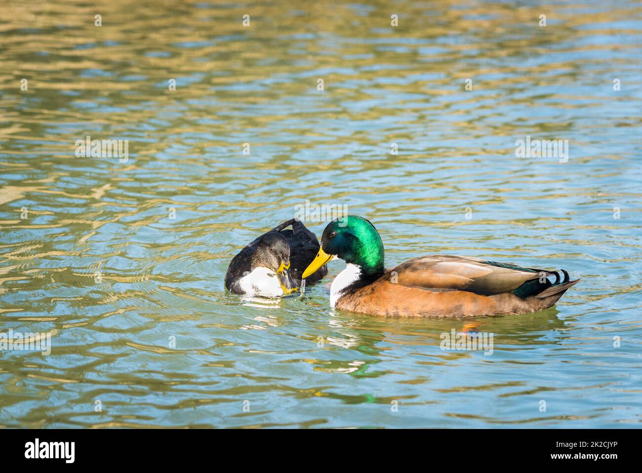 A mating pair of Mallard Ducks during the Spring Stock Photo - Alamy