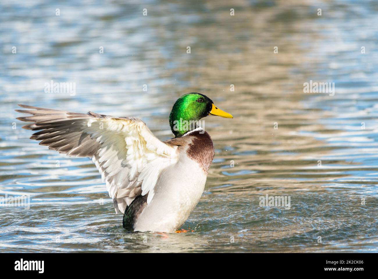 Mallard Duck Stretching Its Wings While Resting on the Water Stock ...