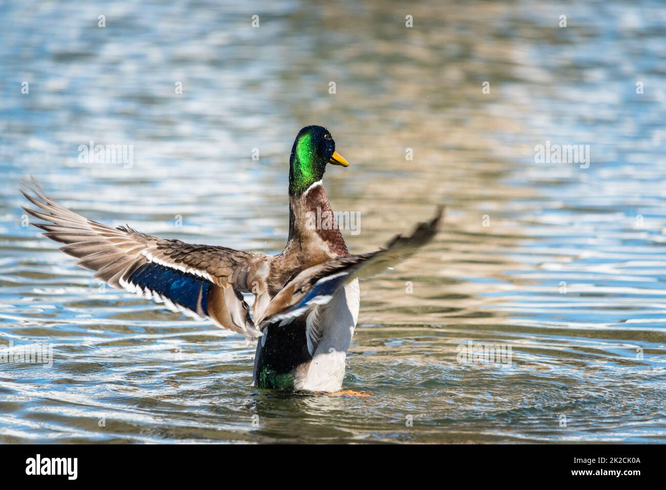 Duck stretching its wings hi-res stock photography and images - Alamy