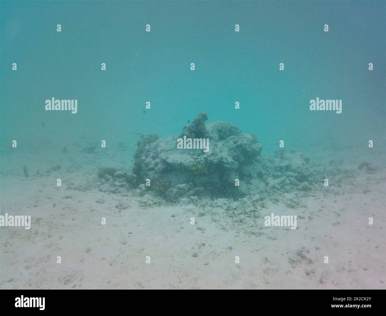 Zebrafish and other little fishes on the coralreef in the indian ocean ...