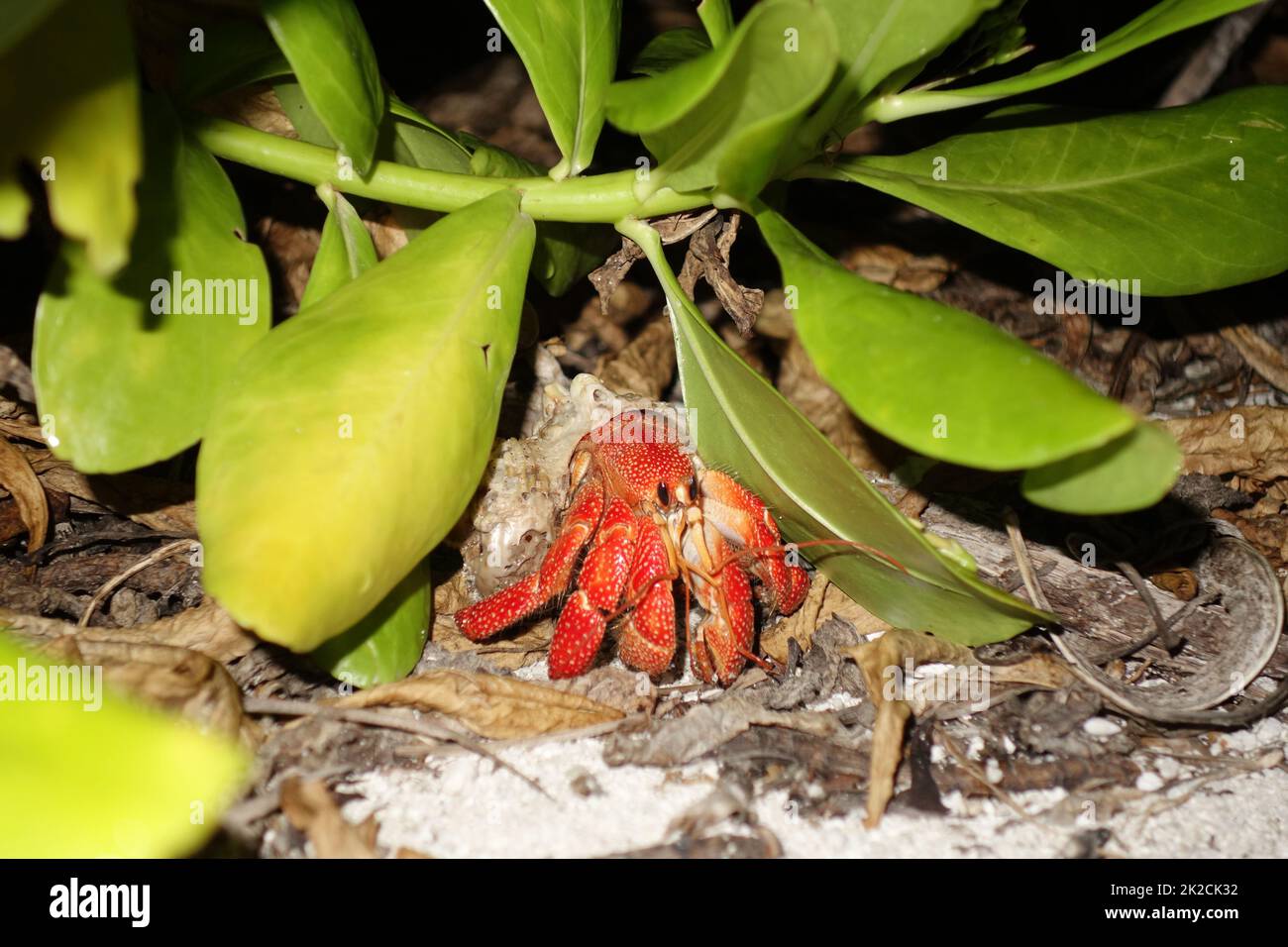 Red hermit crab in a shell under a bush Stock Photo - Alamy