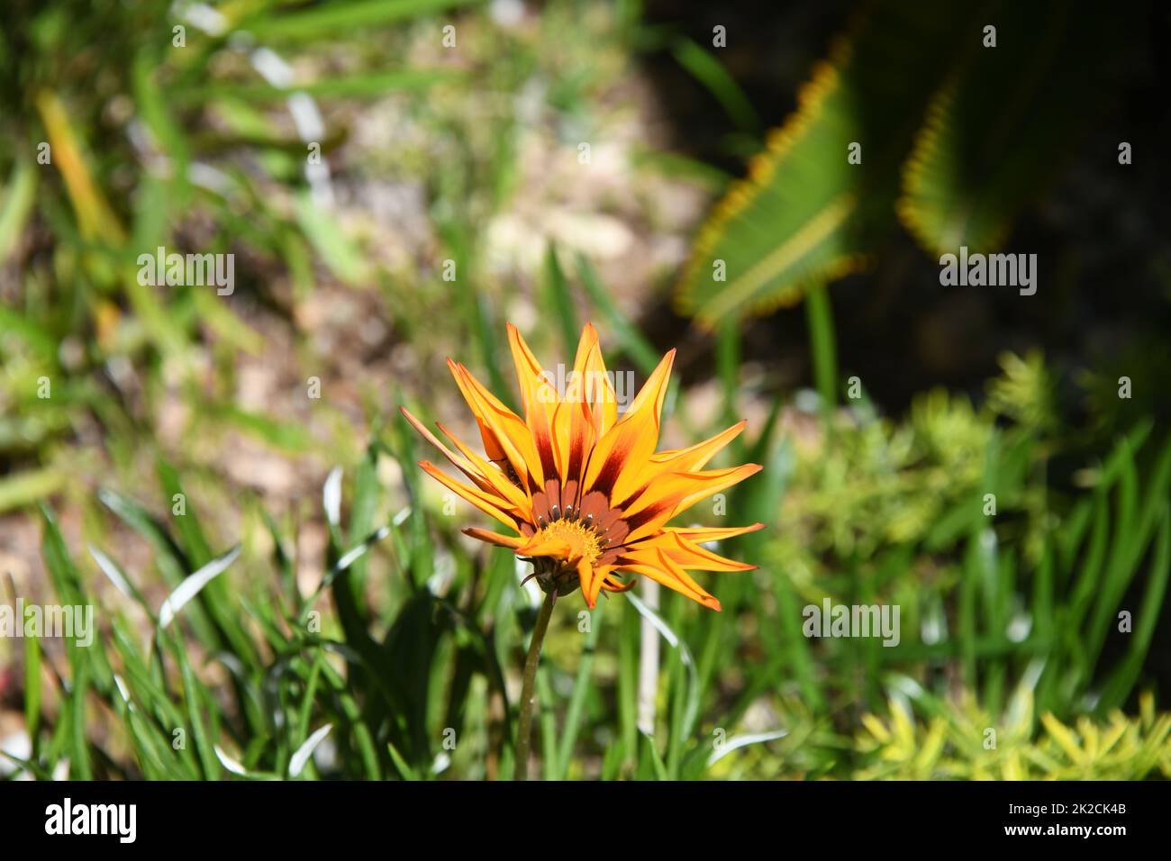 Spring flower in bloom, Alicante Province, Costa Blanca, Spain Stock ...