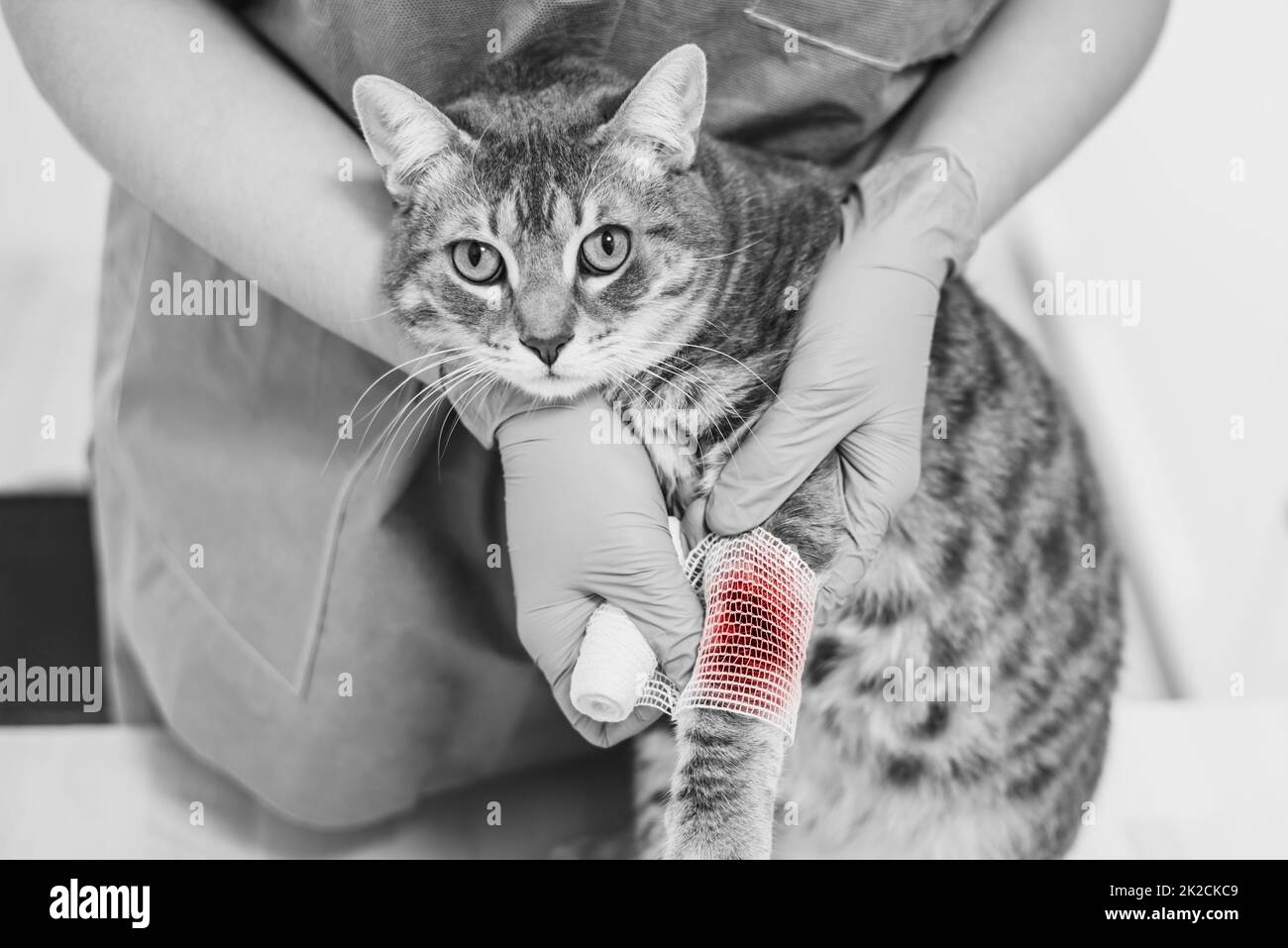 Veterinarian doctor bandaging the injured leg of a cat Stock Photo - Alamy