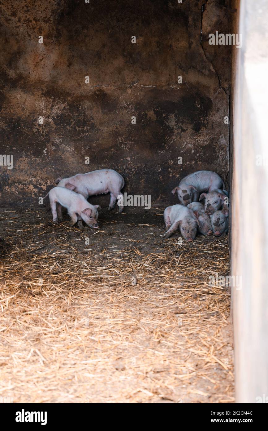 Little pigs born drink milk hi-res stock photography and images - Alamy