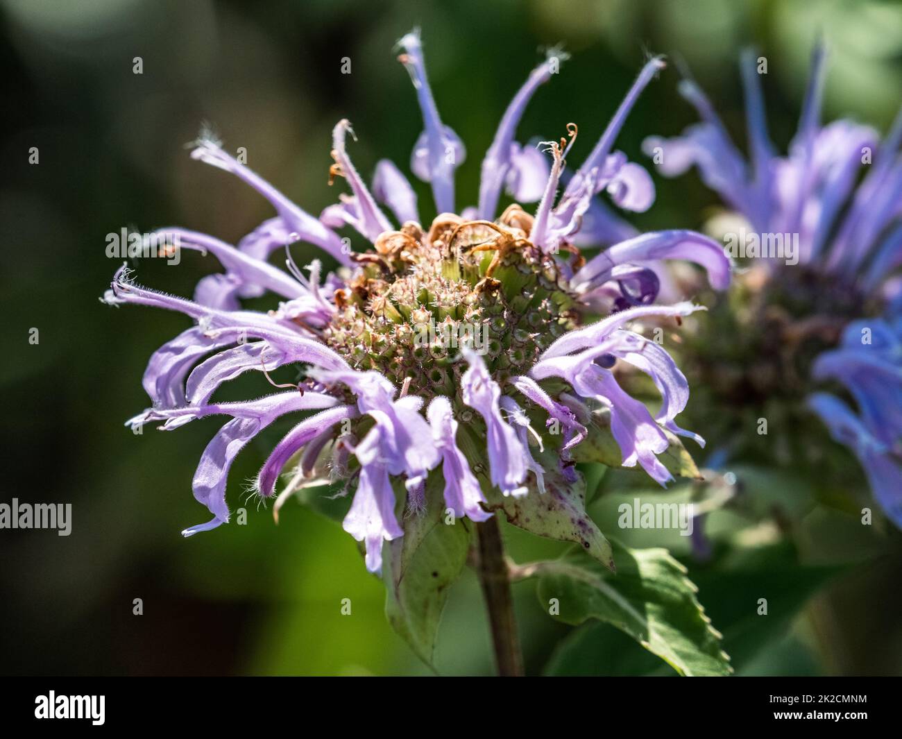Bergamot wildflowers hi-res stock photography and images - Alamy