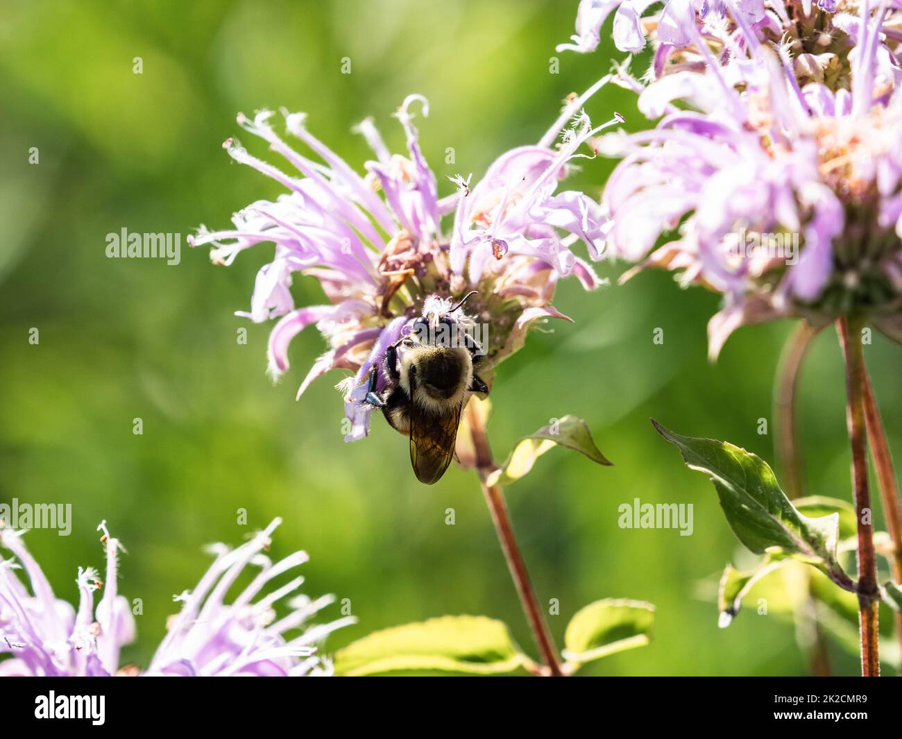 A common eastern bumble bee, bombus impatiens, drinks nectar from wild ...