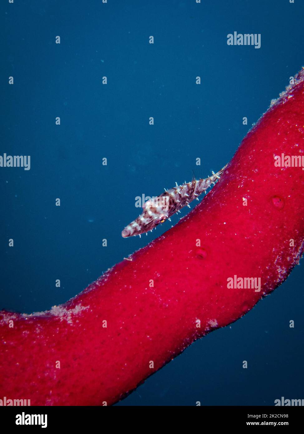 Slender filefish hiding next to a rope sponge on the reef in the ...