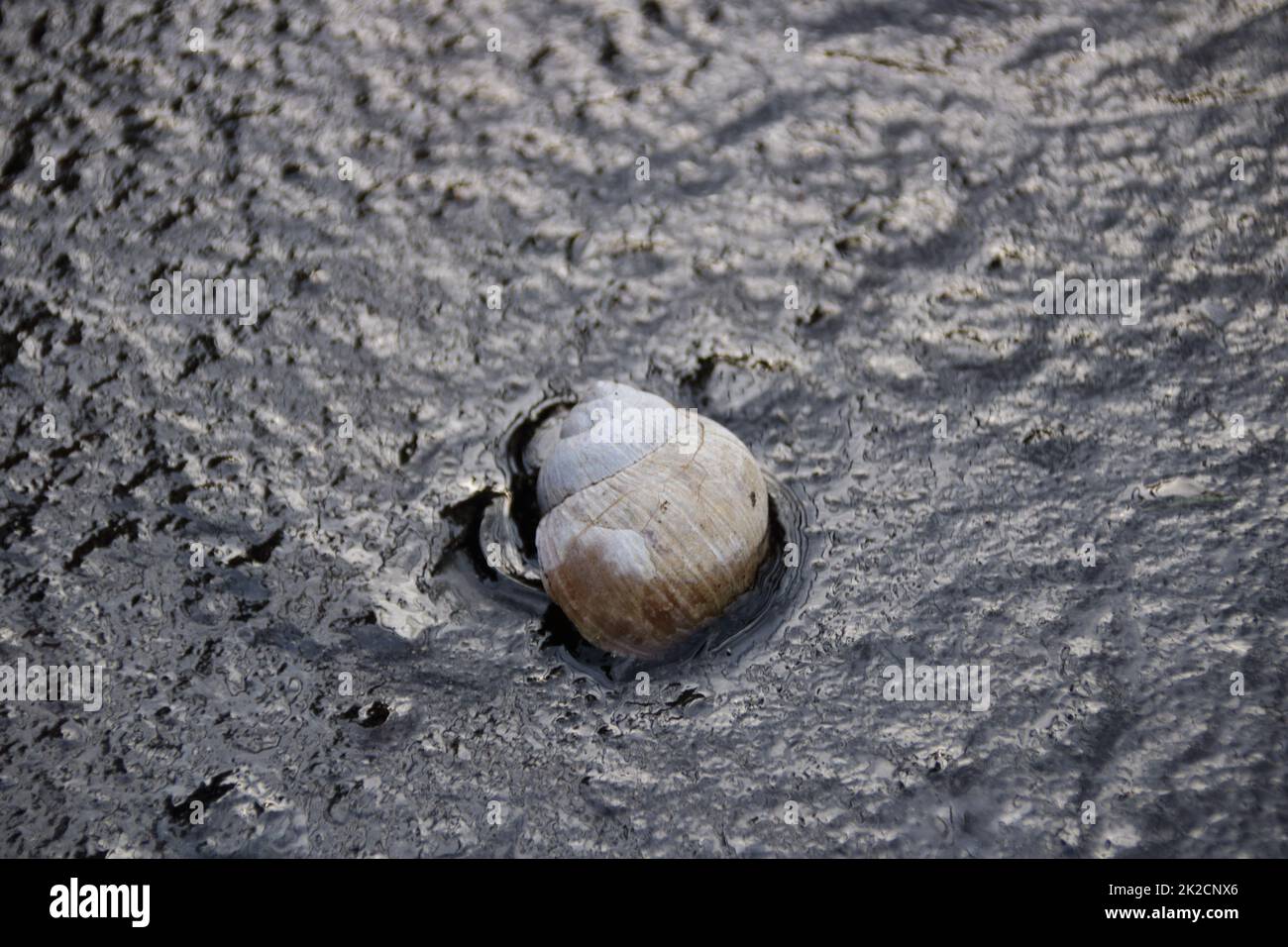 Empty snail shell is frozen on a sheet of ice Stock Photo - Alamy